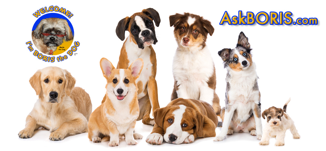 Welcome to the Ask Boris the Dog Website