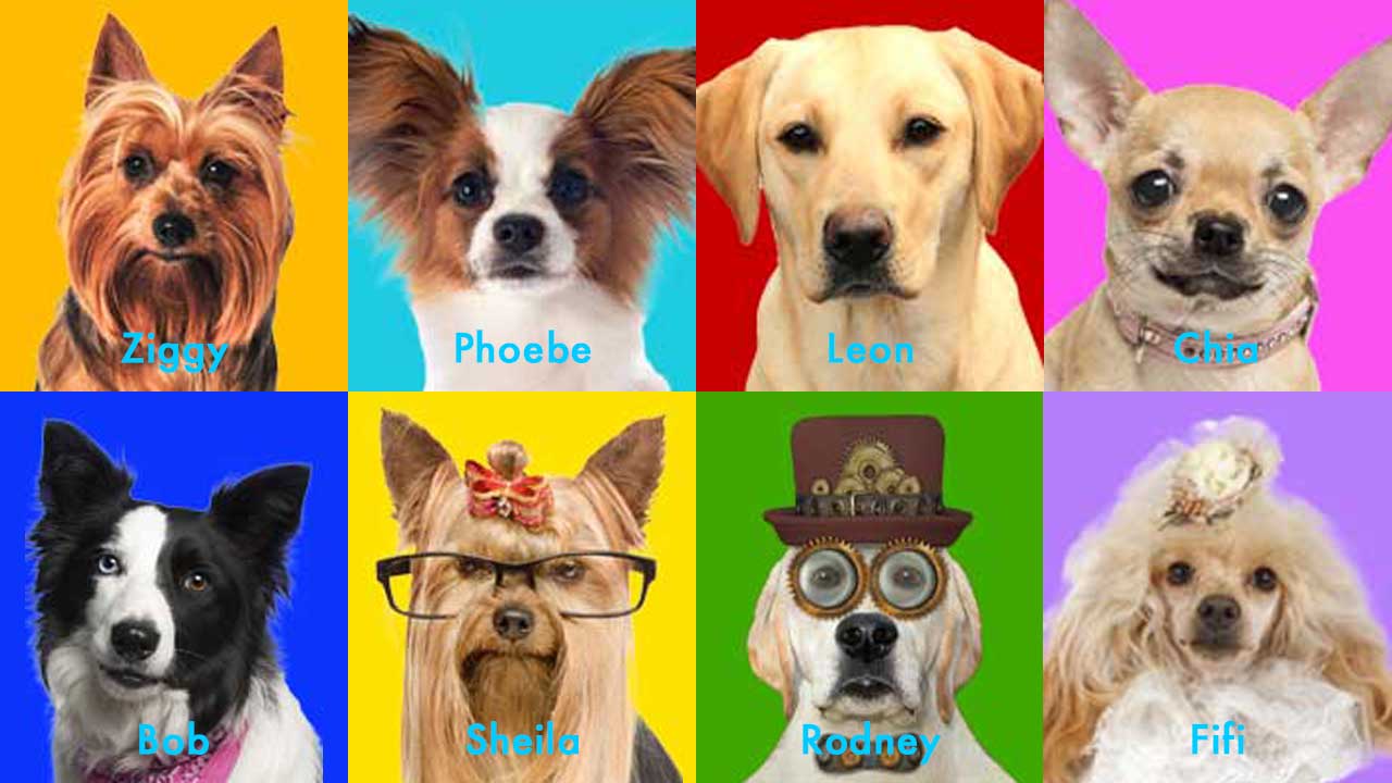 Welcome to the Ask Boris the Dog Website